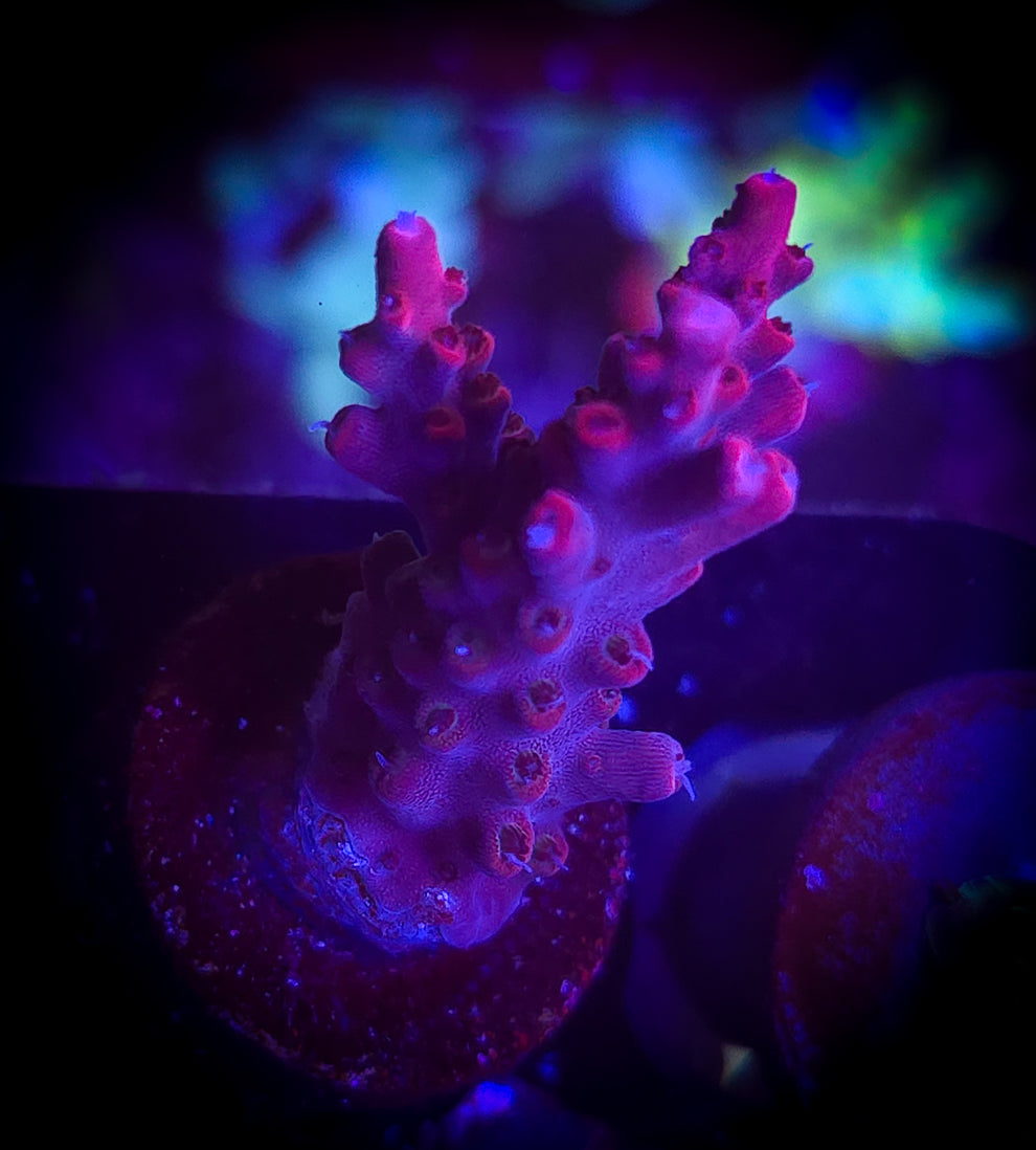 AC Red Robin Acro WYSIWYG – Sanctuary Aquatics