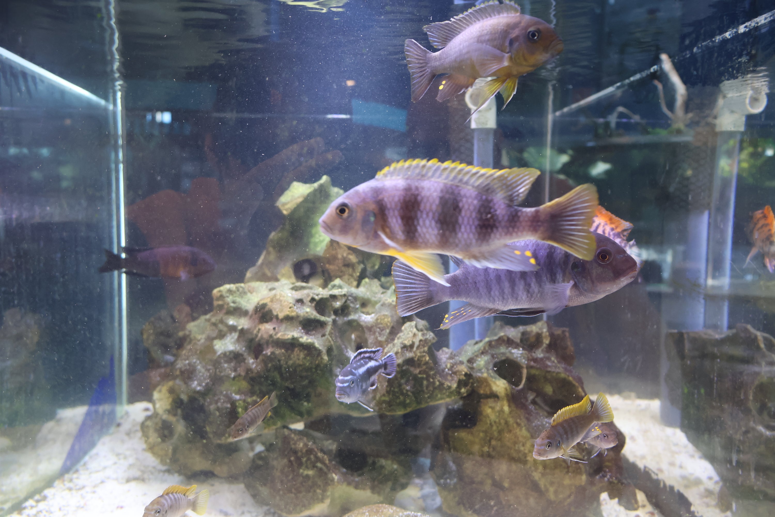 Sanctuary Aquatics